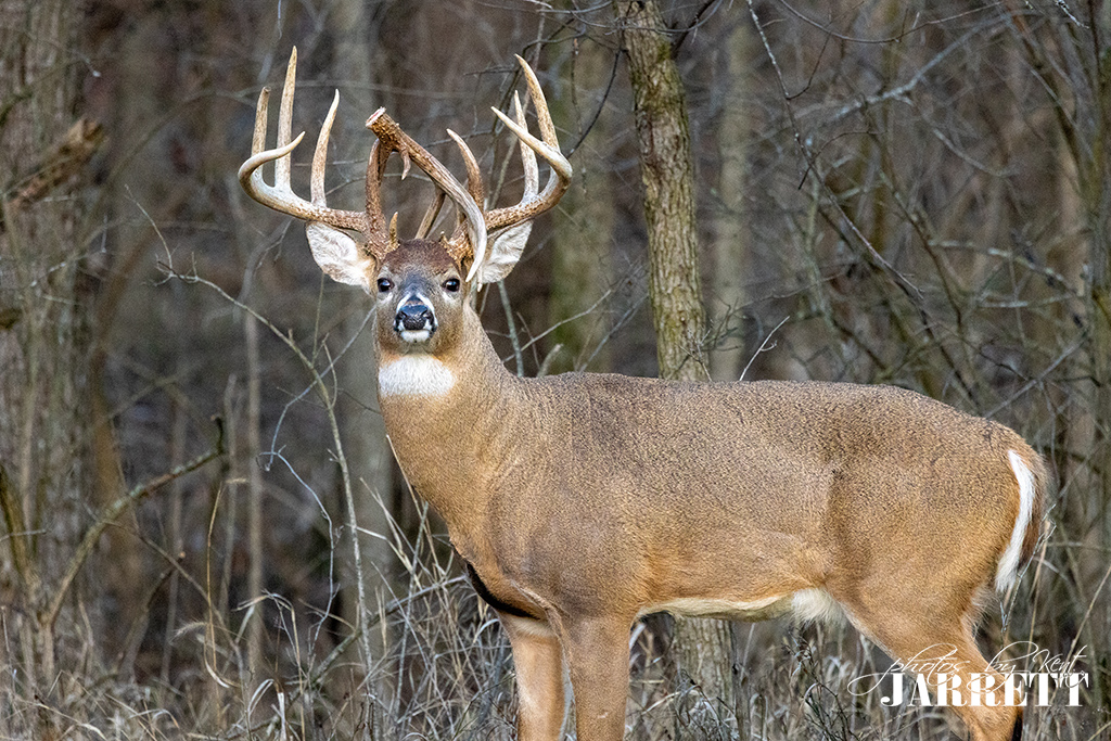 Three rack Whitetail | Kent Jarrett Photography
