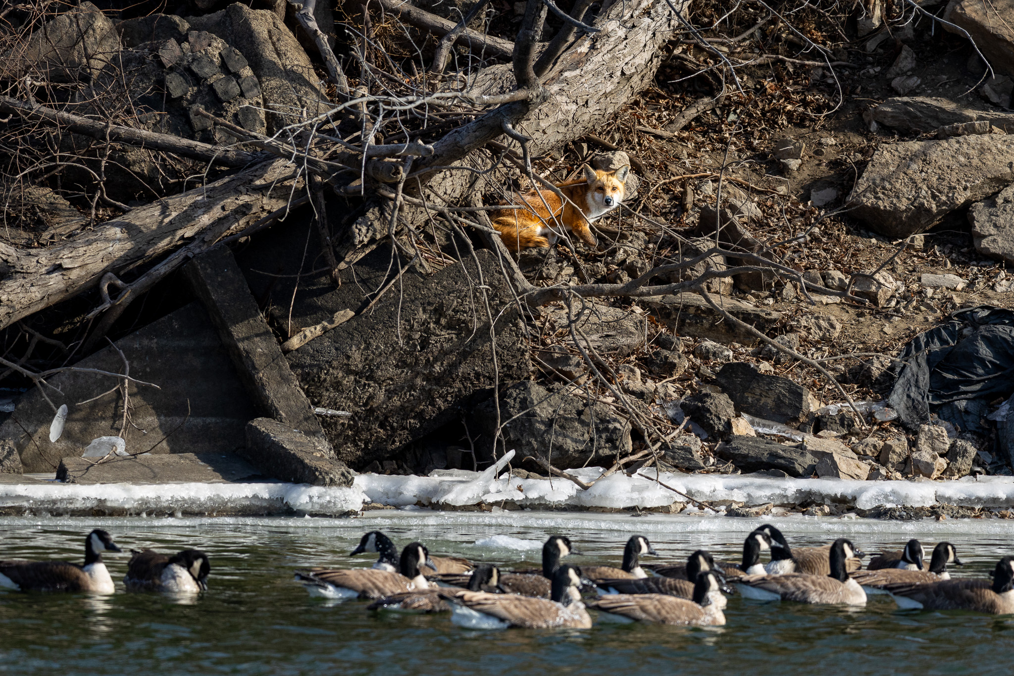 Fox on the Run | Kent Jarrett Photography