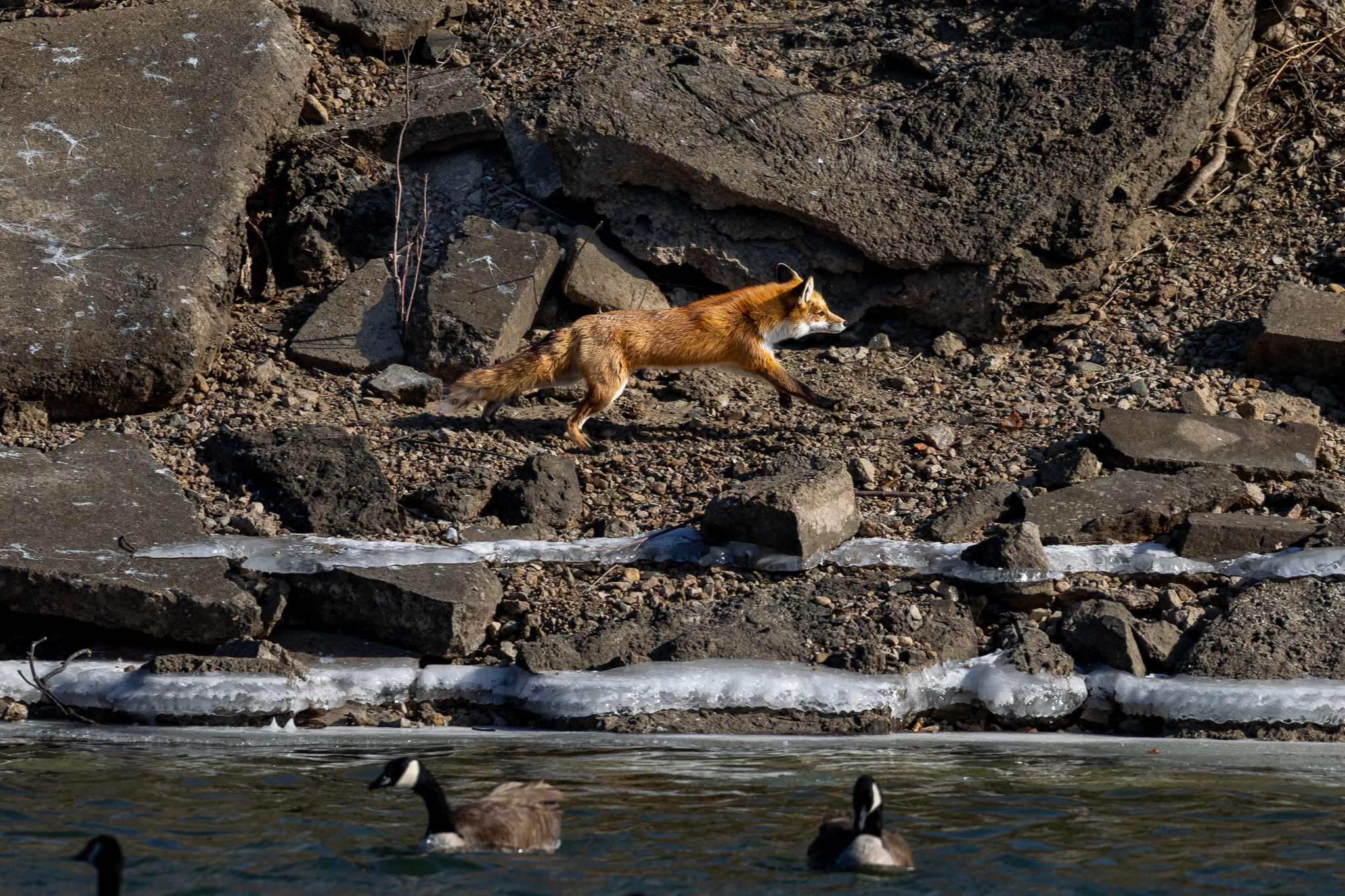 Fox on the Run | Kent Jarrett Photography